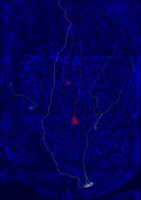 'Navigator' neurons play critical role in sense of smell | EurekAlert!