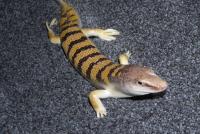 Swimming Through Sand (1 of 7) | EurekAlert!