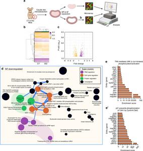 Senolytic drug combination delays early intervertebral disc ...
