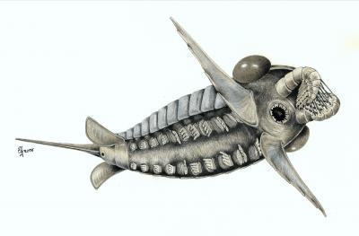 Tracing Evolution with a Great Appendage (2 of 3) | EurekAlert!