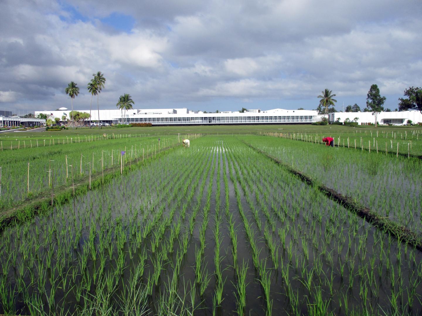 Rice breeding [IMAGE] | EurekAlert! Science News Releases