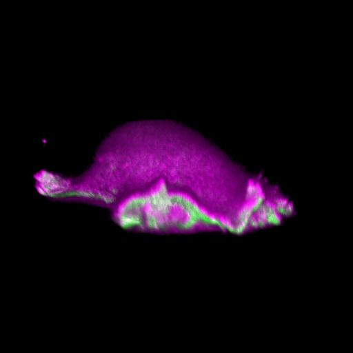 Moving Cell [IMAGE] | EurekAlert! Science News Releases