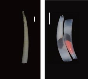Genomes of enigmatic tusk shells provide new insights into early ...