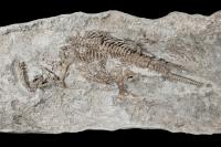 The oldest plesiosaur was a strong swimmer | EurekAlert!