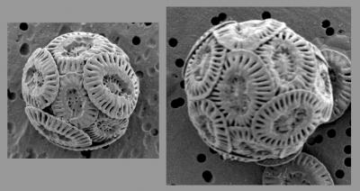 Cells of the Coccolithophore Species Emiliania huxleyi Strain NZEH [IMAGE] | EurekAlert! Science ...