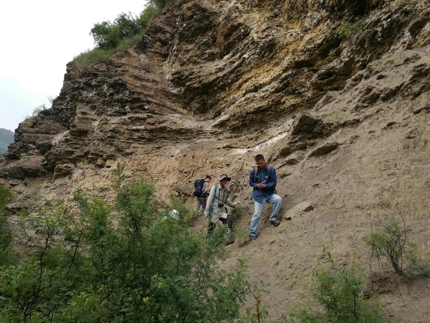 New Fossils Show Extraordinary Expansion of Insects During the Triassic ...