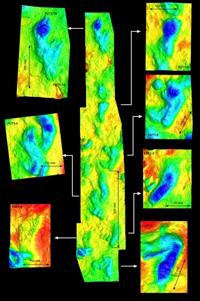 1.5 Million-Year Footprints Show Modern Stride (6 of 9) | EurekAlert!