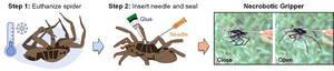 Rice engineers get a grip with ‘necrobotic’ spiders | EurekAlert!