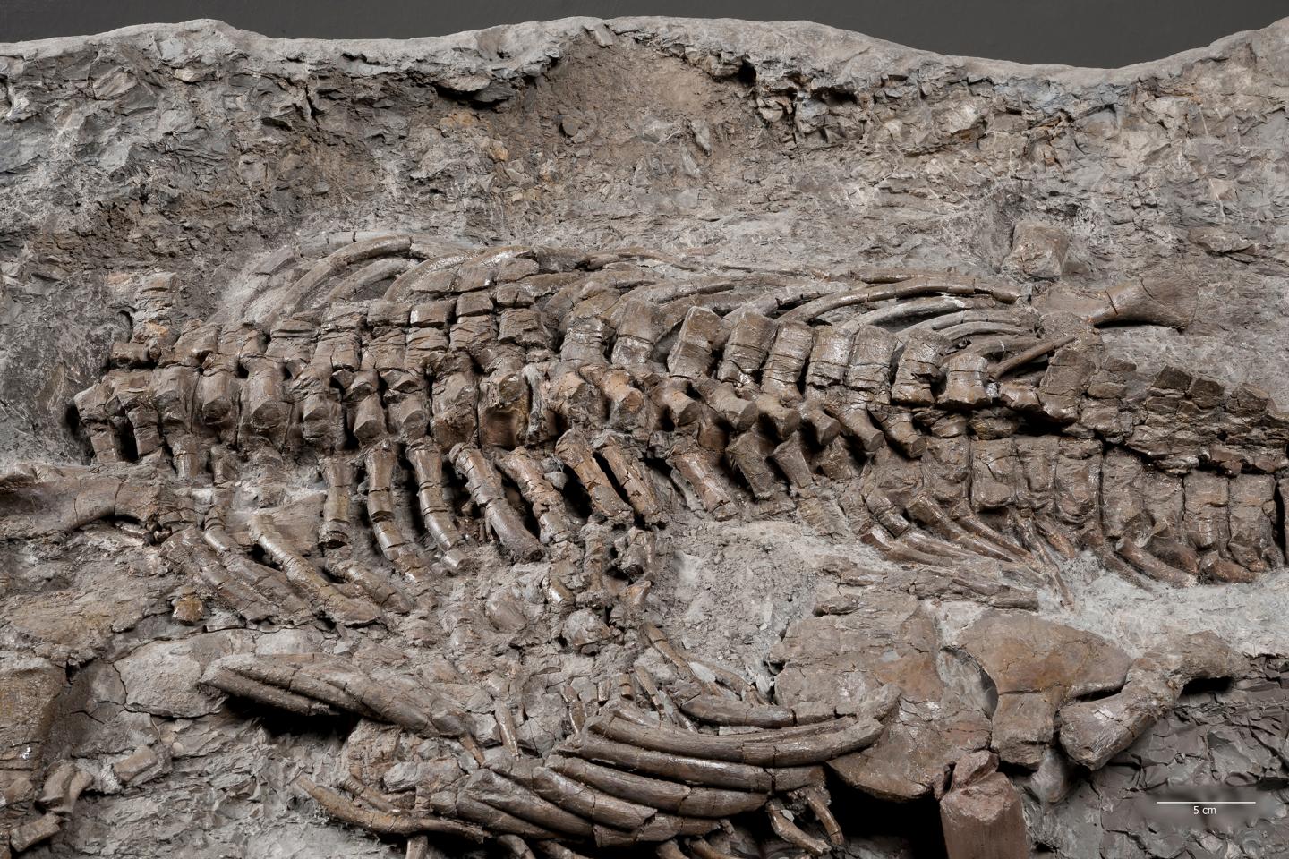 Earliest-Ever Fossil Evidence for Small, Stiff-Necked, Sea-Dwelling ...