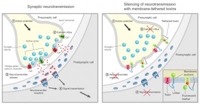 Neurotoxins of Cone Snails and Spiders Block Neurotransmission and ...