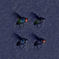 New 'split-drive' system puts scientists in the (gene) driver seat ...