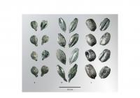 Grape pips reveal collapse of ancient economy in the grip of plague and ...