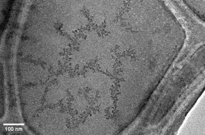 Scientists discovered chemical oscillations in palladium nanoparticles ...