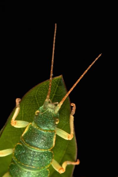 Stick Bugs Reveal Predictable Processes of Evolution (4 of 12) [IMAGE ...