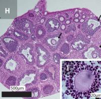 Ovulation Blocker Provides Birth Control in Mice | EurekAlert!