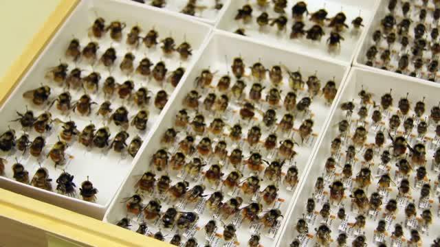 Climate Change: Compressing the Bumblebee Home Range (15 of 18 ...