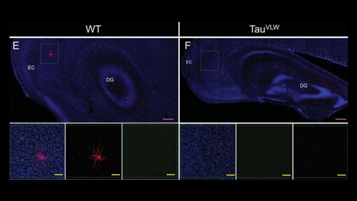 Hippocampus & Entorhinal Cortex [IMAGE] | EurekAlert! Science News Releases