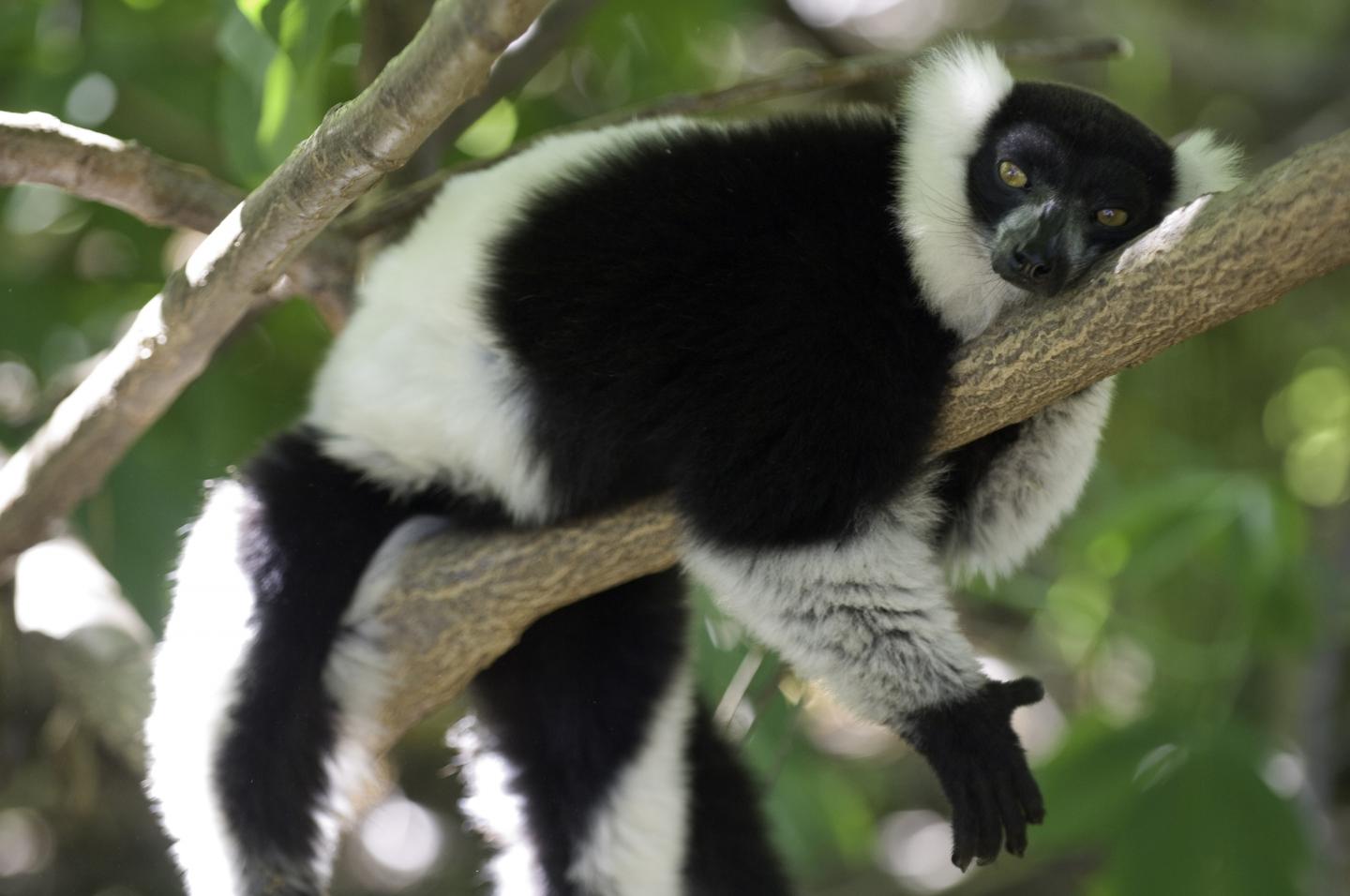 Human-driven Extinction of World's Primates Imminent but Preventable ...