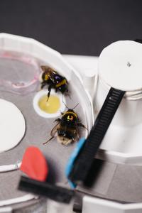 Bee-2-Bee influencing: Bees master complex tasks through social interaction | EurekAlert!