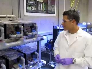 Peacock Mantis Shrimp Hammers Away Without Fail (7 of 7) | EurekAlert!