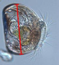 Mussels Adapt to Harden Their Shells, in Response to Ocean ...