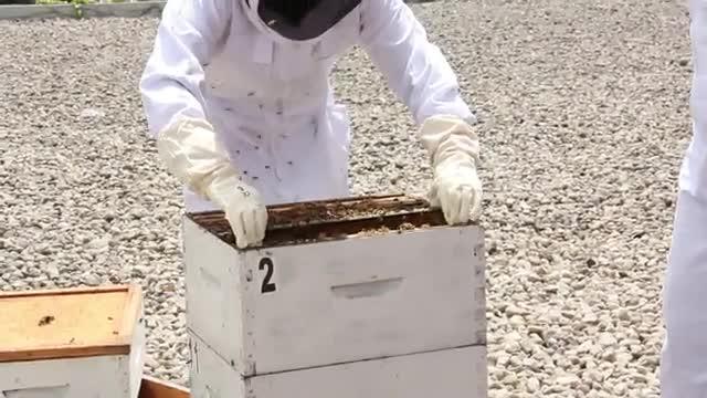 Field Tests Show Sustained Neonicotinoid Exposure Negatively Affects ...