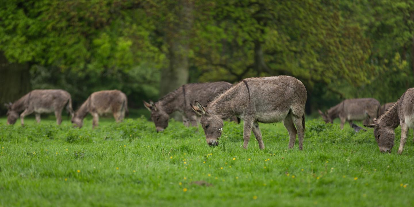 A Better Understanding of the Donkey Genome (5 of 5) [IMAGE ...