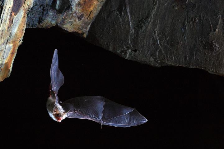 Bat DNA Provides Insights into the Aging Process (4 of 4) | EurekAlert!