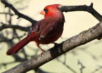 Cardinal | EurekAlert!