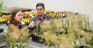 Purdue-USDA team develops fast-track process for genetic improvement of ...