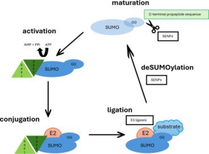 SUMOylation in glioblastoma – A review | EurekAlert!