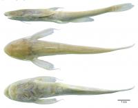 New eyeless, pale catfish from middle of Amazon named | EurekAlert!