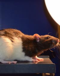 Light Switches Brain Signaling (1 of 10) | EurekAlert!