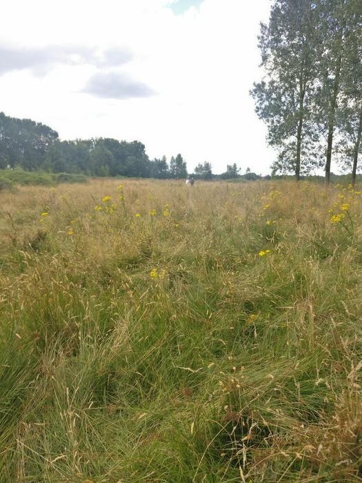 Existing reference grassland [IMAGE] | EurekAlert! Science News Releases
