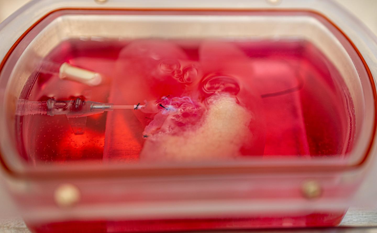 Gene-Edited Lab-Grown Mini Liver (2) [IMAGE] | EurekAlert! Science News ...
