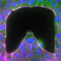 The mending tissue -- Cellular instructions for tissue repair | EurekAlert!