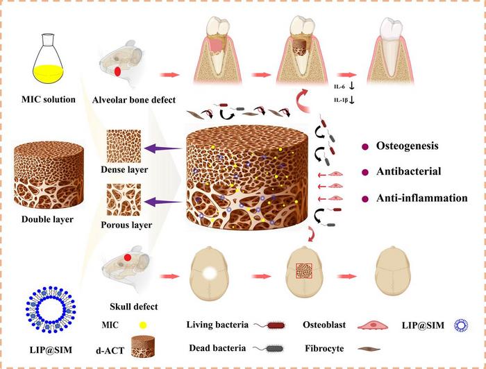 Bioengineered bilayer scaffold with dual-modal delivery for alveolar ...