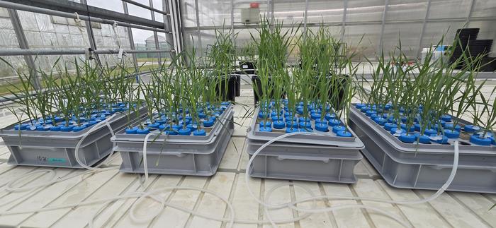 When wheat learns to protect the nitrogen | EurekAlert!