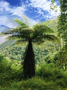 Tree fern genome provides insights into its evolution | EurekAlert!