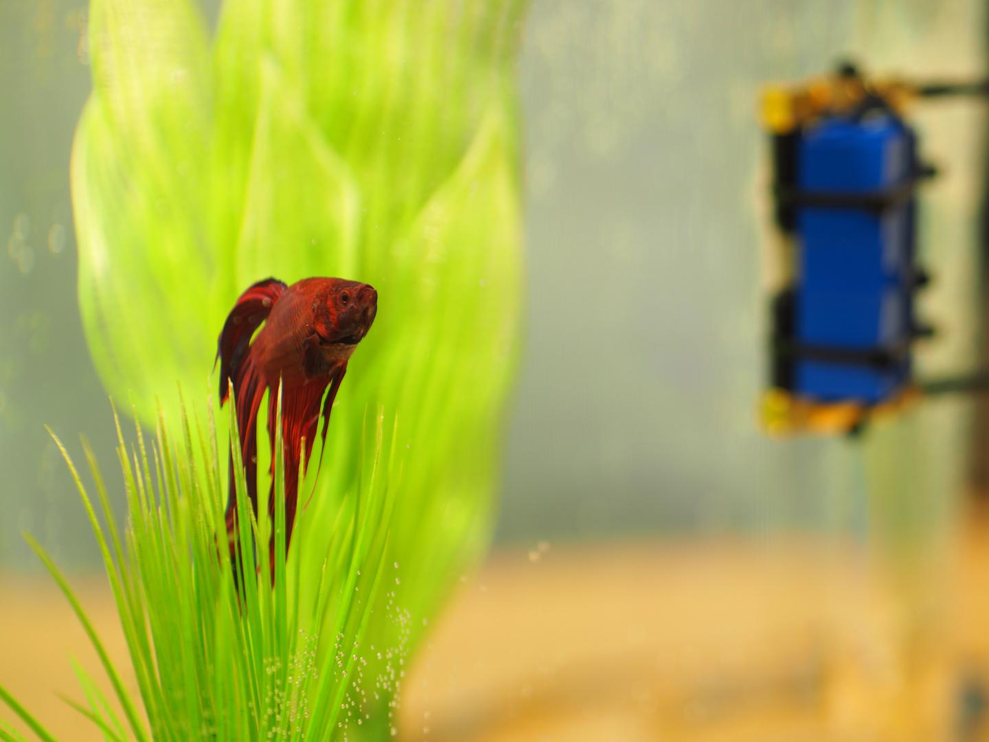 Noninvasive Way to Measure Vital Signs of Small, Conscious Animals (3 ...