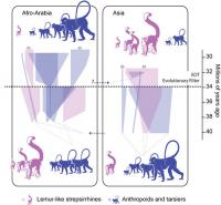 New Oligocene primates from China highlight key evolutionary period ...