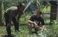 UOG and Guam Navy donate endangered cycad plants to Tinian | EurekAlert!