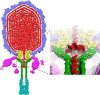 Scientists discover DNA knot keeps viral genes tightly corked inside ...