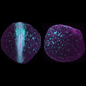 Fish out of water: How killifish embryos adapted their development ...