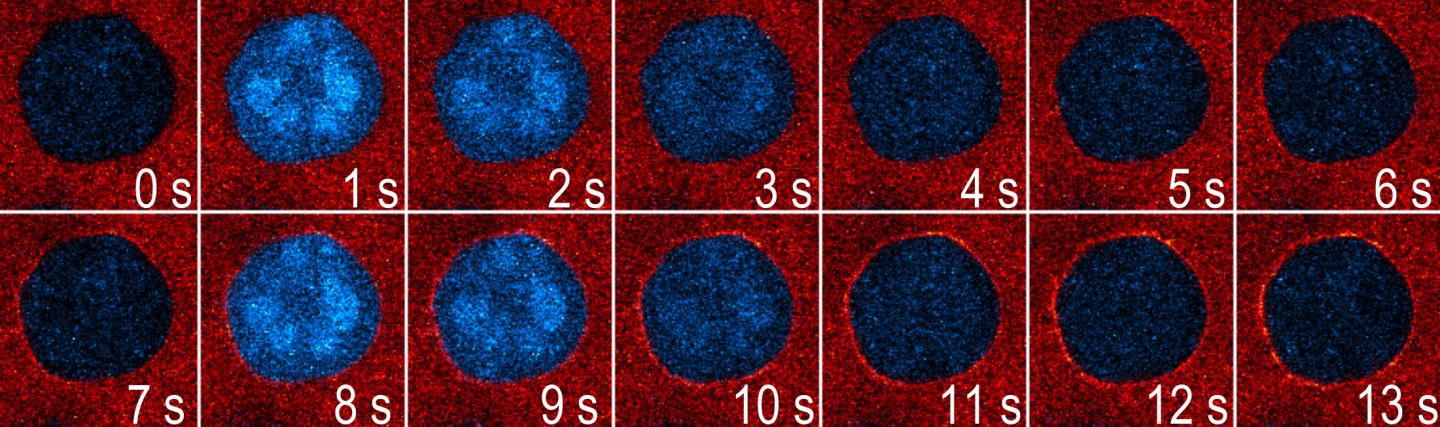 How Waves of Calcium Permit Platelets to Bind to Their Partners (1 of 3 ...