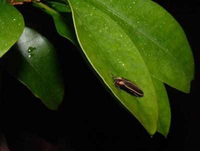 Why Some Fireflies Flash in Sync (1 of 8) [IMAGE] | EurekAlert! Science ...