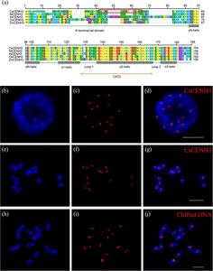 Cucumber's genetic core: new insights into centromere structures ...