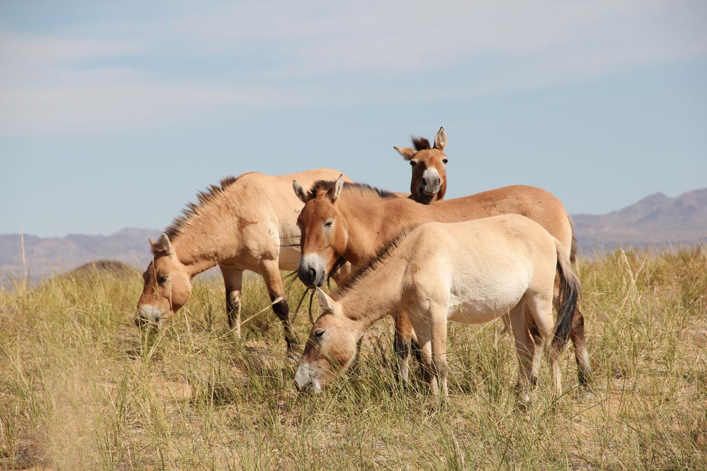 How Domestication Altered the Genome of Ancient Horses (17 of 24 ...