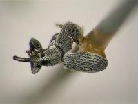 18th century specimen reveals new South African weevil genus | EurekAlert!