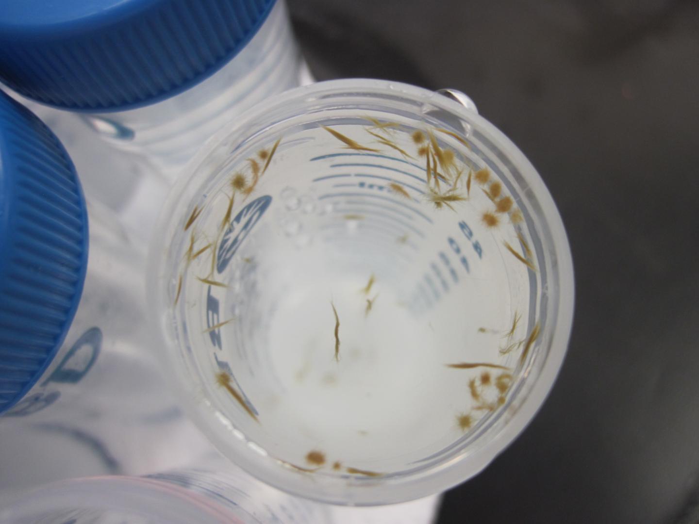 Trichodesmium Shapes [IMAGE] | EurekAlert! Science News Releases